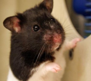 hamster - Joint Animal Services
